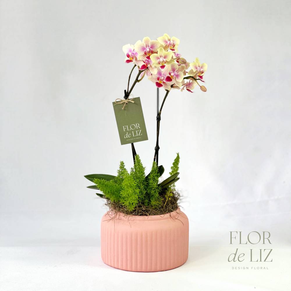 Jardim De Mini Orquídea Flor De Liz